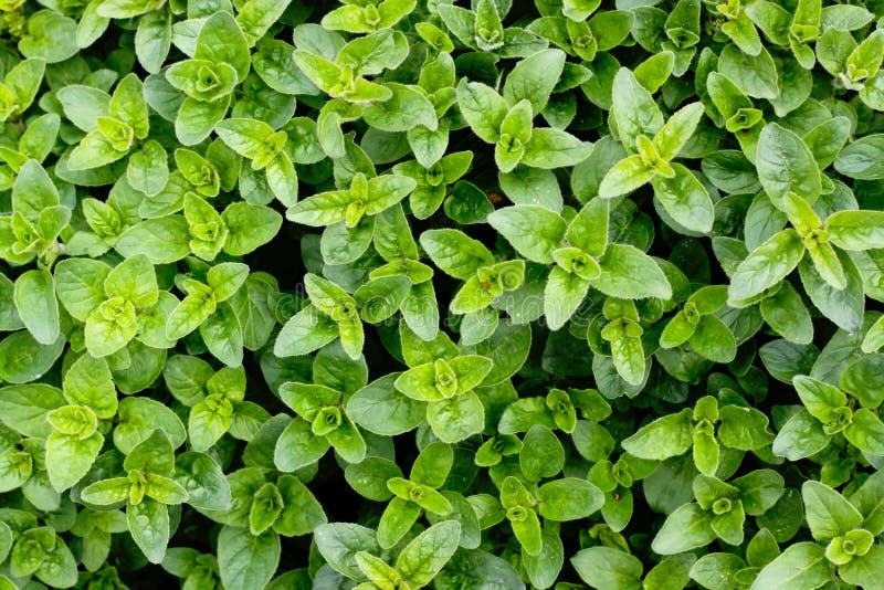Oregano stock photo. Image of food, bouquet, green, natural - 14540782