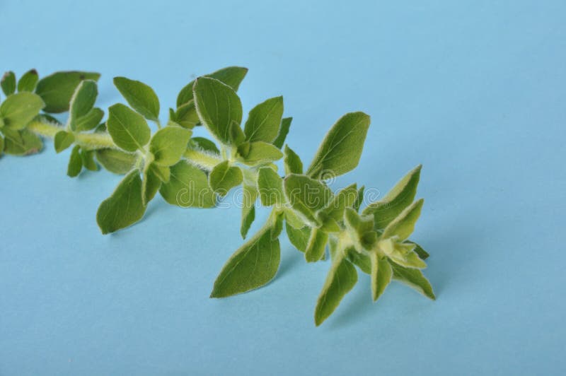 Oregano on a Blue Background Stock Photo - Image of cooking, herb ...