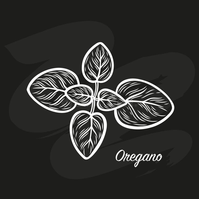 Oregano Branch in the Style of Line Drawing Stock Vector - Illustration ...
