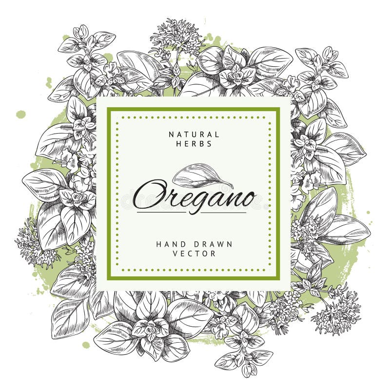 Oregano Culinary Herb Badge or Label Design Vector Illustration ...