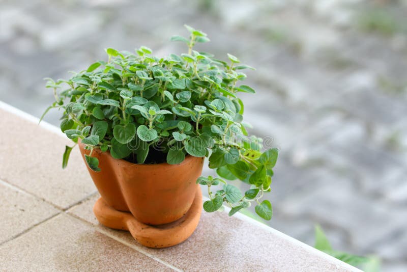 Oregano in the pot stock image. Image of flavor, botany - 190293799