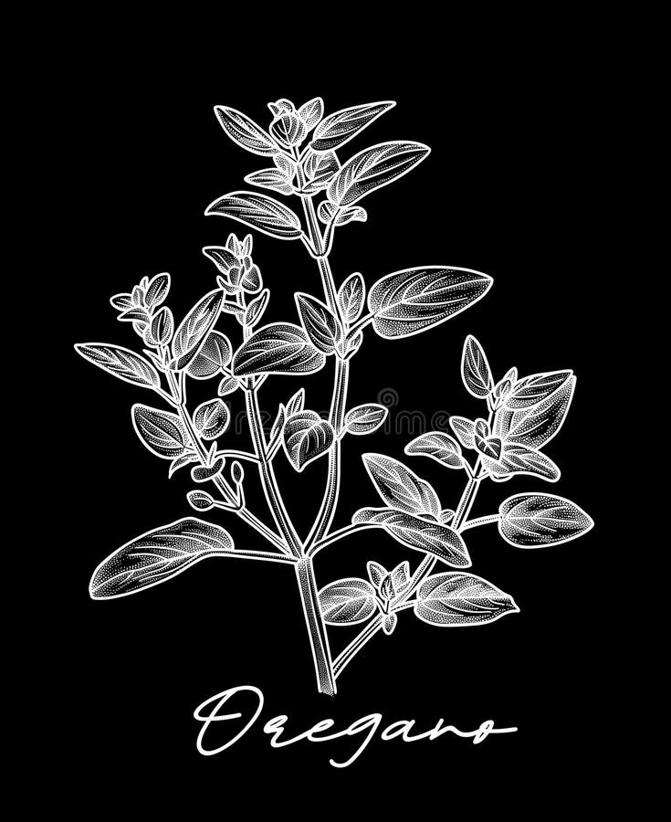 Oregano Vector Stock Illustrations – 4,502 Oregano Vector Stock ...