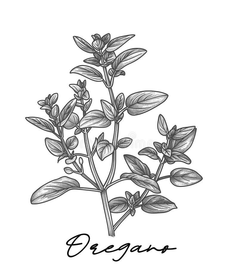 Oregano Black White Stock Illustrations – 702 Oregano Black White Stock ...