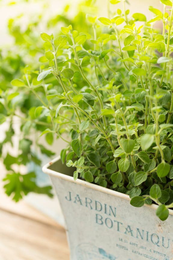 Oregano in Herb pot stock photo. Image of herb, gardening - 30328634