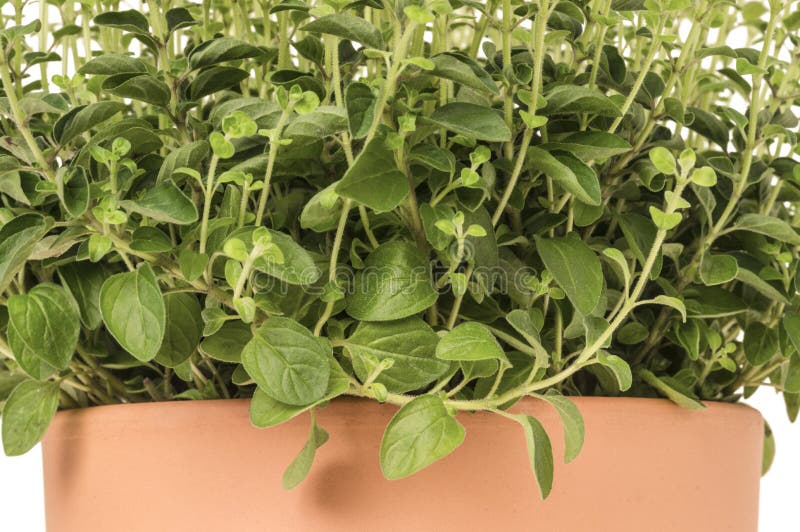 Oregano in plant pot stock photo. Image of plant, herb - 38830688
