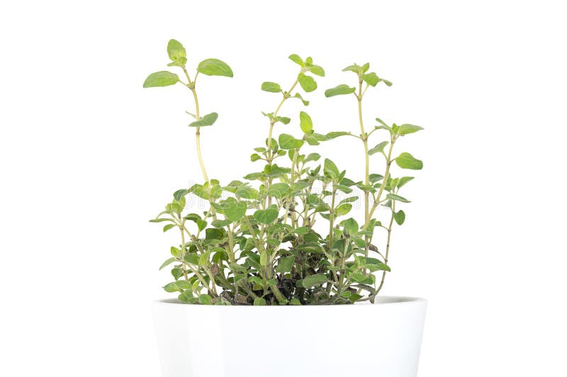 Oregano, Origanum Vulgare, Potted Young Plant, in a White Pot, Front ...