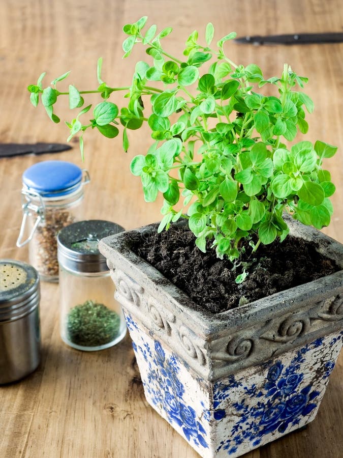 Oregano Plant in a Rustic Pot. Stock Image - Image of natural, gourmet ...