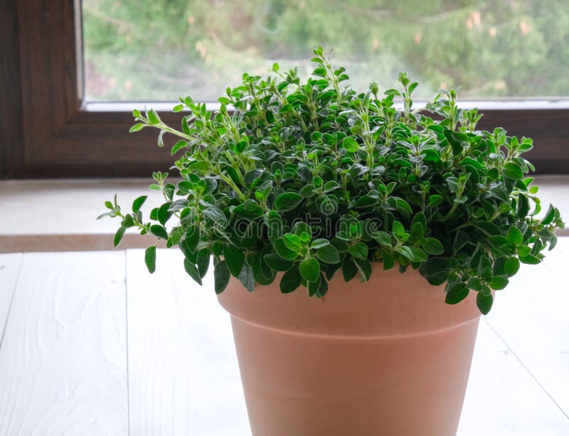 Oregano in a Pot on a Table Stock Image - Image of interior, fashioned ...