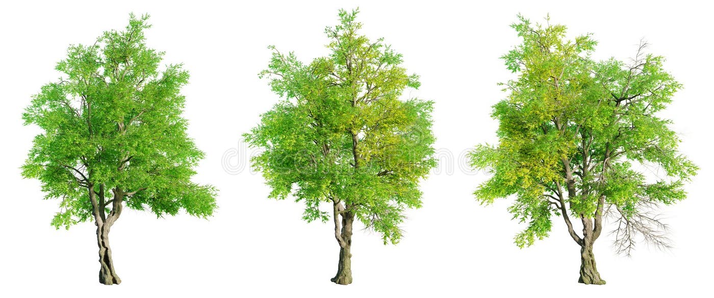Oregon Tree Stock Illustrations – 1,004 Oregon Tree Stock Illustrations ...