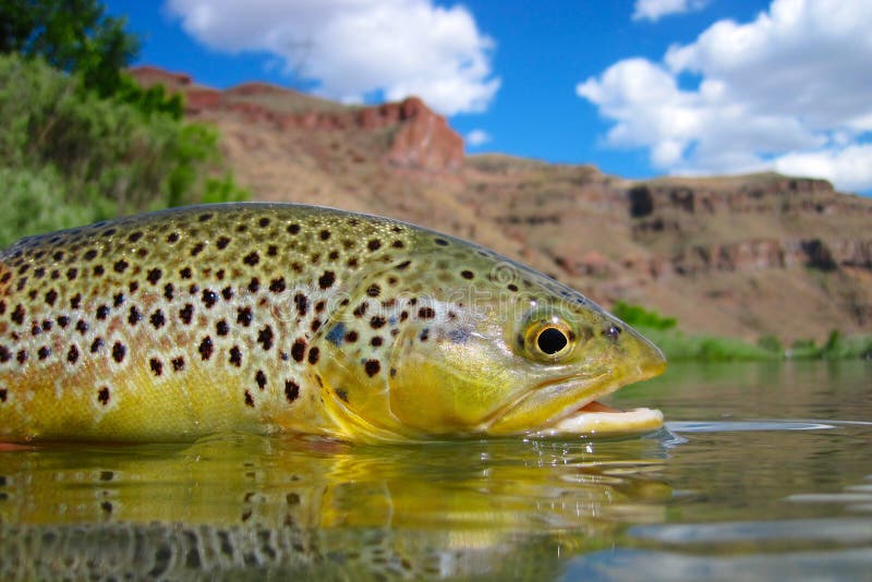 Wild Brown Trout Caught and Released on the Owyhee River, Oregon Stock ...