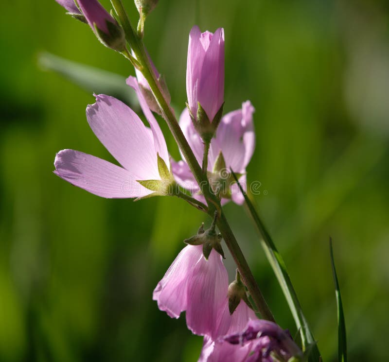 Oregon Checker Mallow Flowers Stock Photo - Image of outdoors, petal ...