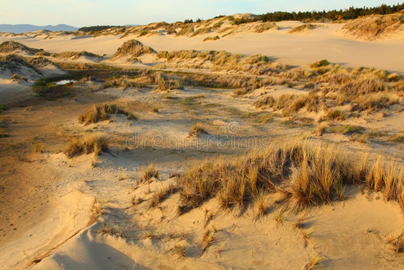 Oregon coast portraits stock image. Image of sunset, oregon - 9424829