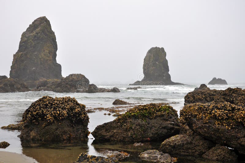 Oregon Coast scene stock photo. Image of park, towering - 272716416