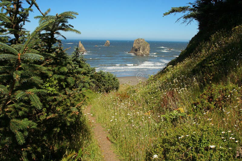Oregon coast trail stock image. Image of wildflower, exercise - 900991