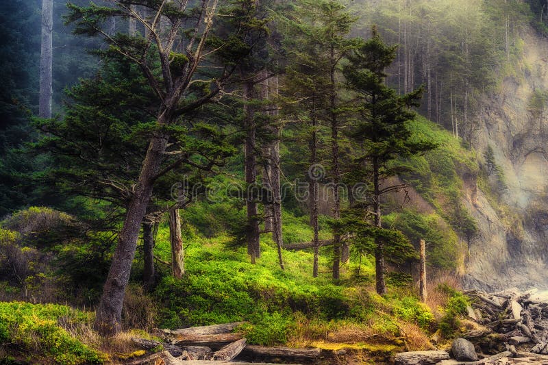 Forrest Coast Line stock photo. Image of park, woods - 100413304