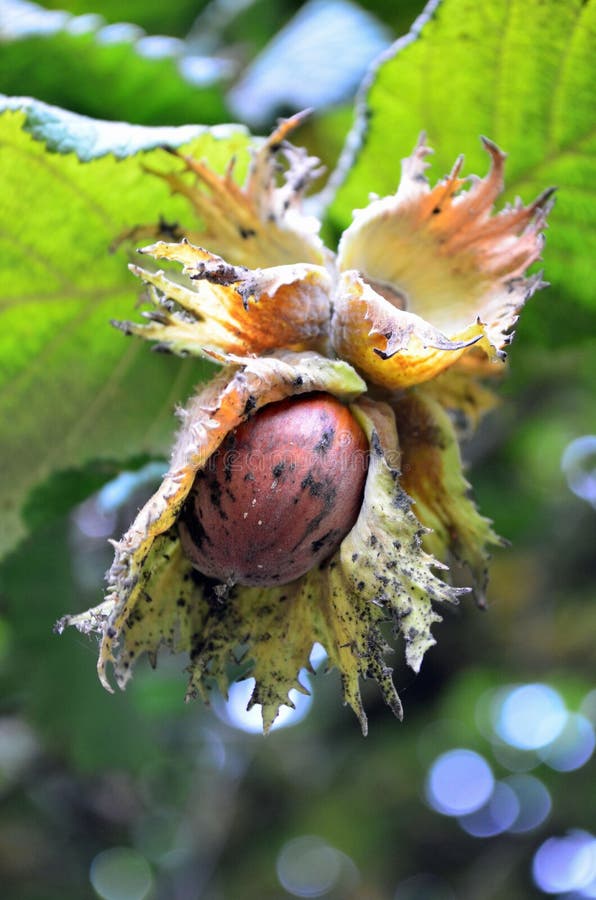 Oregon filbert stock image. Image of hazelnut, food, plant - 21719077