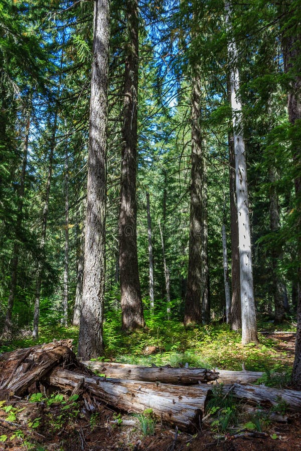 Oregon Forest stock image. Image of outdoors, natural - 151880023