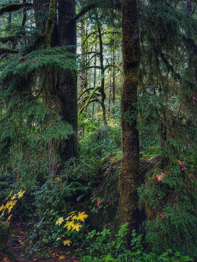 In an Oregon Forest stock image. Image of fern, forest - 114476199