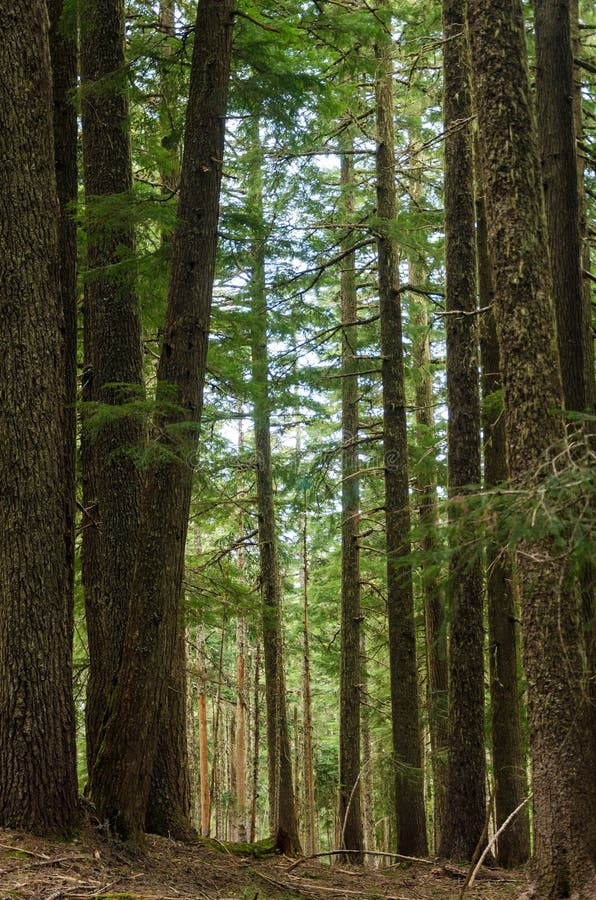 Oregon Forest stock photo. Image of scene, foliage, plant - 32664280