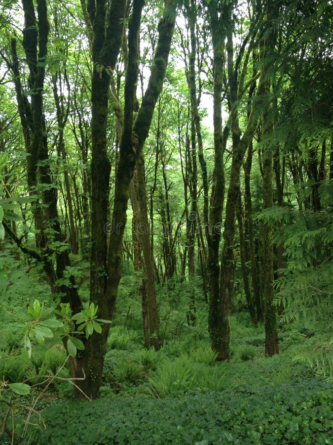 Oregon forest stock photo. Image of trees, oregon, green - 51972076