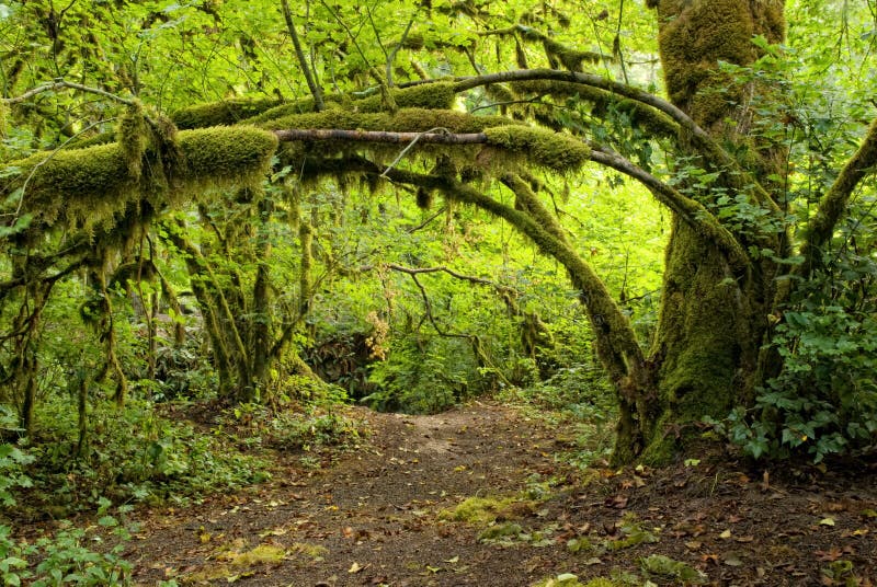 Oregon Forest Trail stock image. Image of forestation - 15279797