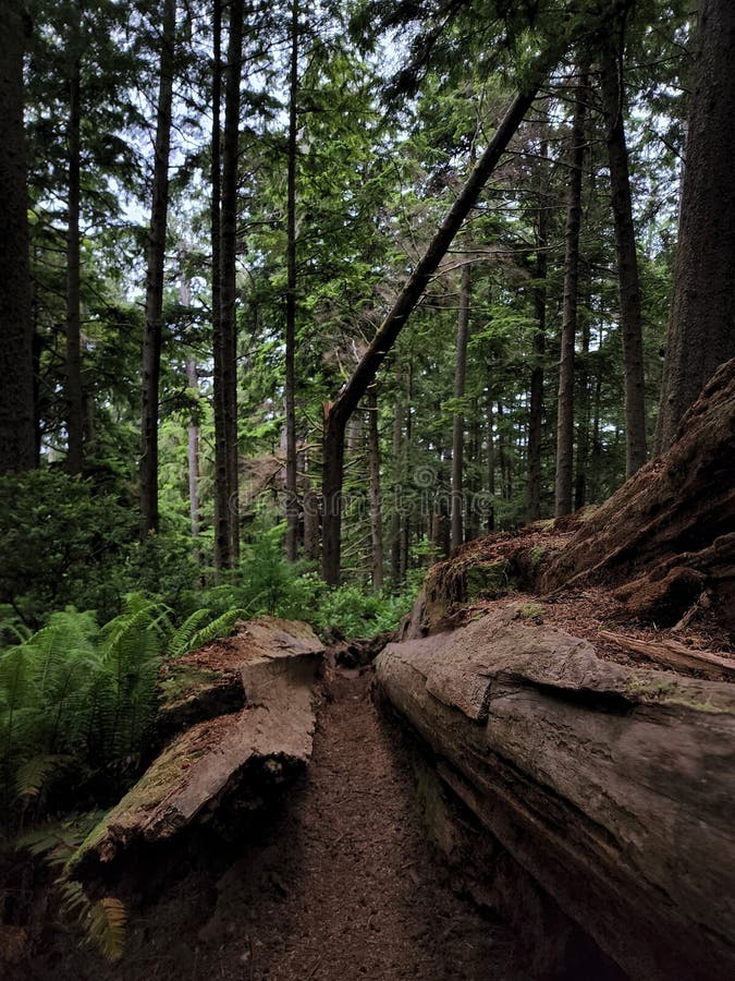 Oregon forest trail stock photo. Image of wood, sunlight - 270782480
