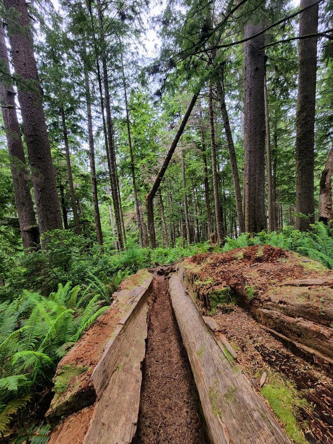 Oregon forest trail stock photo. Image of oregon, trunk - 270782600