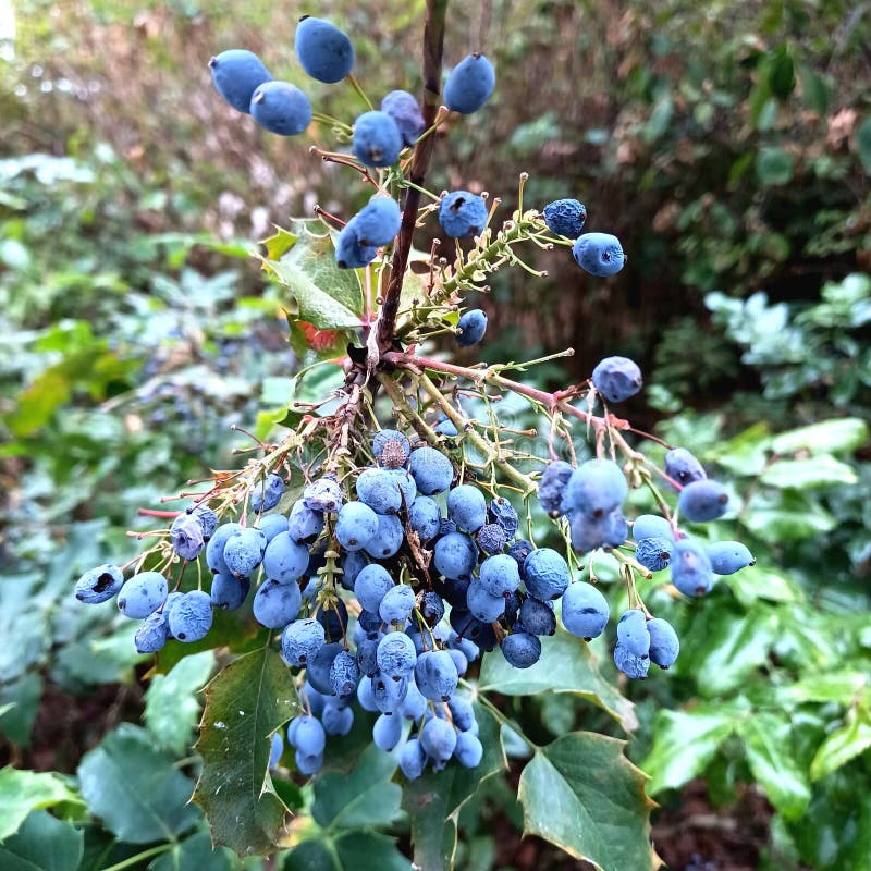 Oregon Grape Berries(mahonia Aquifolium) in the Forest Stock Image ...