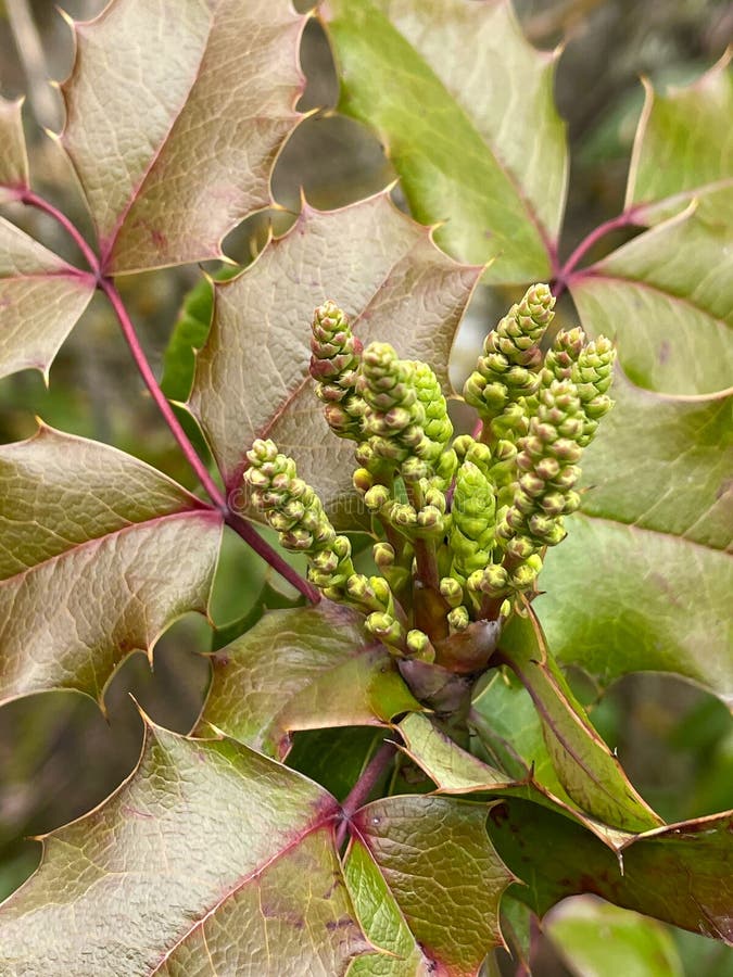 Oregon Grape Blossom Cluster with Leaves Stock Photo - Image of ...