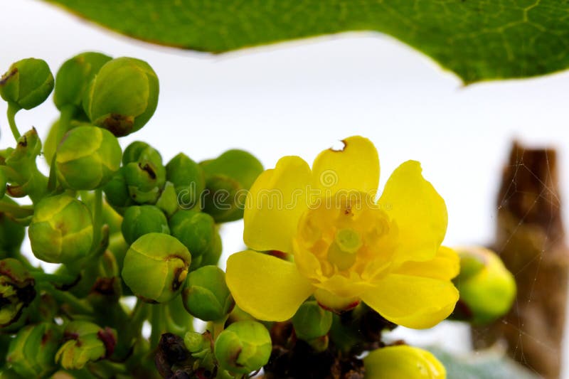 Solo Oregon Grape Blossom Bud 02 Stock Image - Image of oregon, outdoor ...