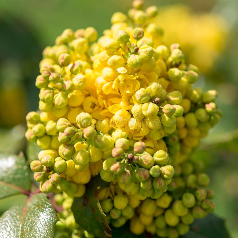 Oregon Grape Flowers stock photo. Image of flowers, bush - 95196802