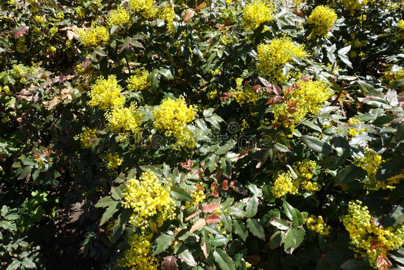 Oregon Grape Holly in Full Bloom in Spring Stock Image - Image of bush ...