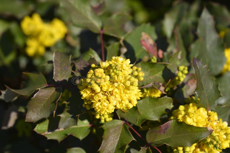 Oregon grape stock photo. Image of plant, outdoors, mountain - 256569010