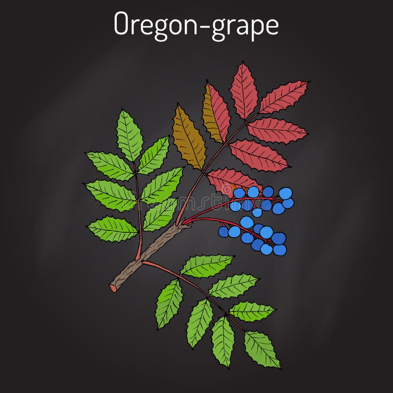 Mahonia Aquifolium or Oregon Grape Branch with Flowers and Leaves Black ...