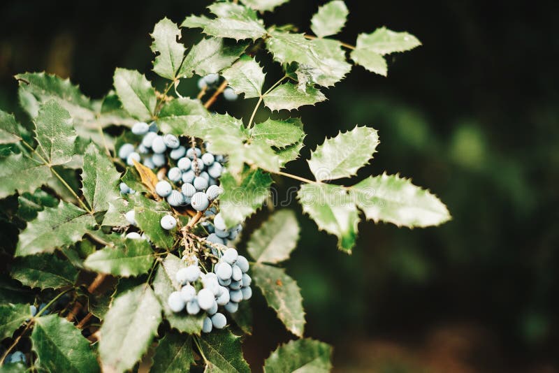 Oregon-grape stock image. Image of plant, flower, garden - 123344229