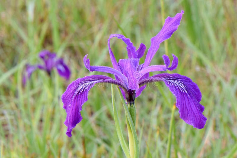 Purple Petaled Oregon Iris 03 Stock Photo - Image of grows, wildflower ...