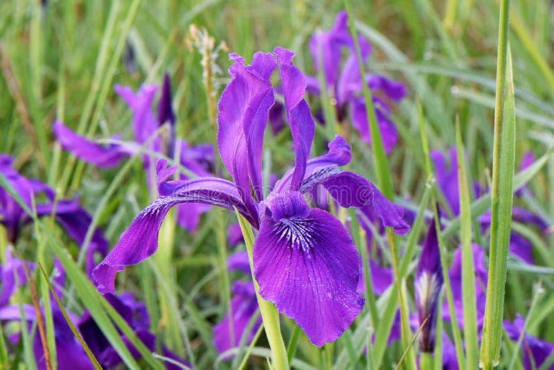 Purple Petaled Oregon Iris 07 Stock Photo - Image of grows, prairie ...