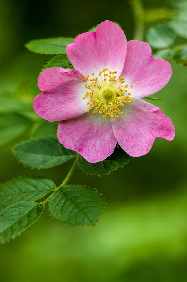 Oregon Native stock photo. Image of plants, america, alone - 68539016