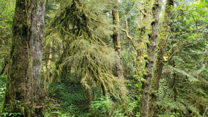 Oregon park trees stock photo. Image of woodland, park - 226349316