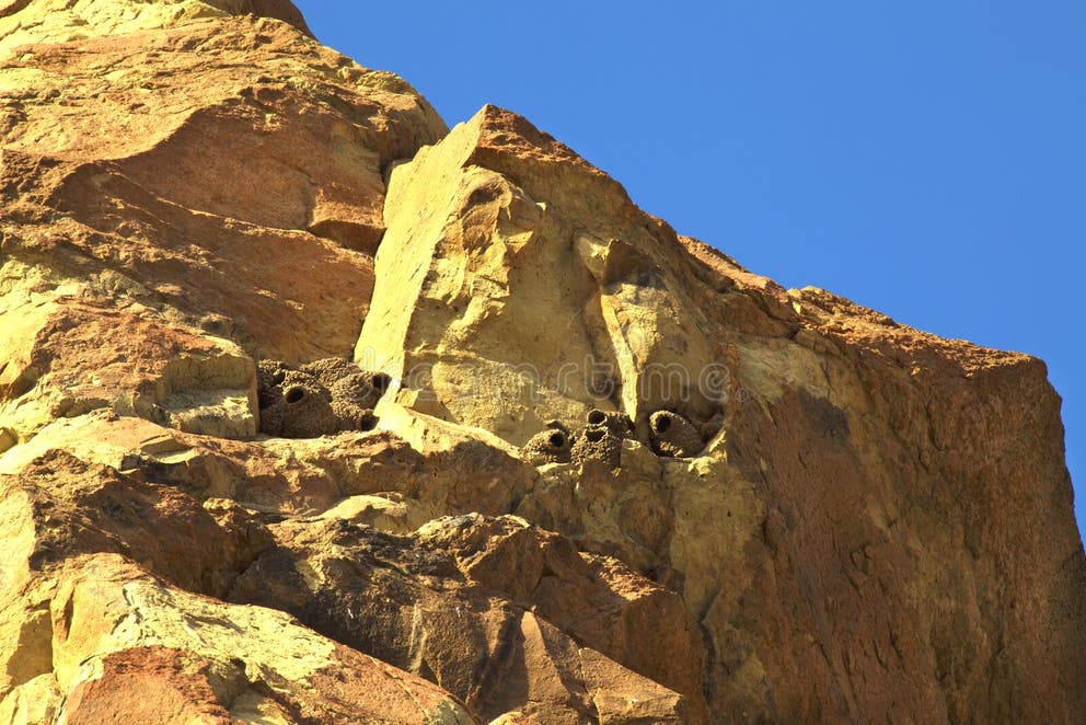 Oregon portrait stock photo. Image of nest, smith, climbing - 12474012