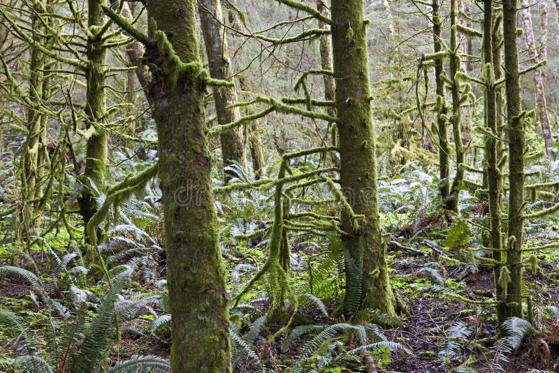 Oregon rain forest stock photo. Image of forest, floor - 12860752