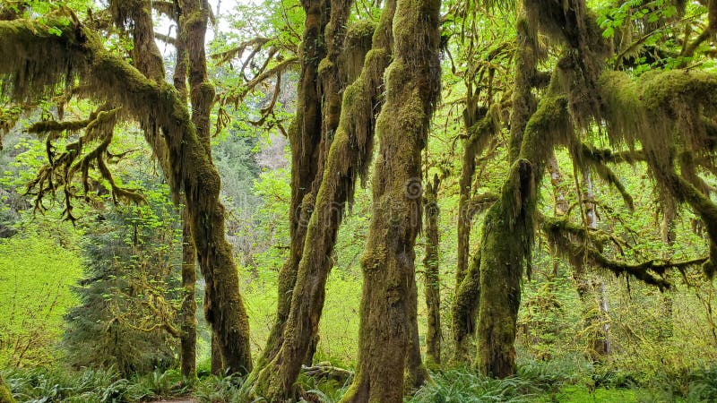 Oregon rainforest shot stock image. Image of trunk, vegetation - 226349837