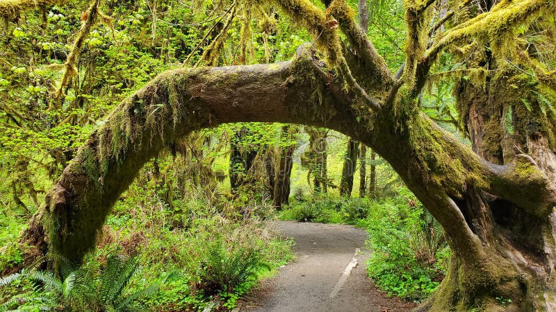 Oregon rainforest tree stock image. Image of woodland - 226349857