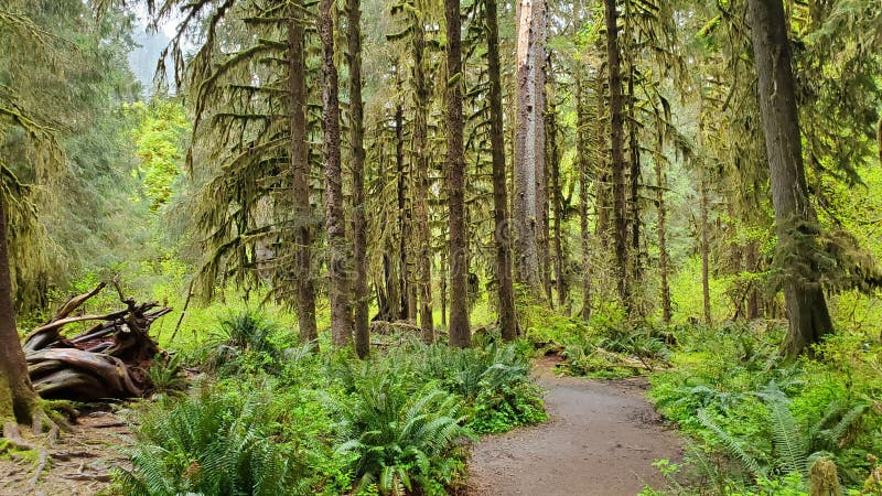 Oregon Rainforest Trees Trails Stock Image - Image of rainforest ...