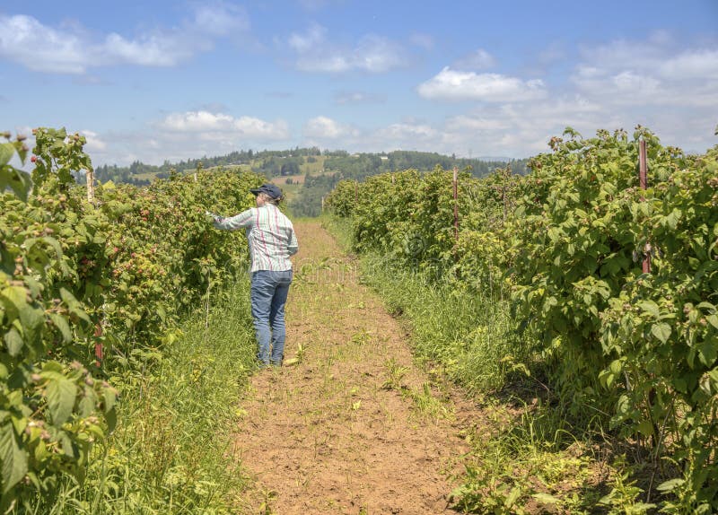 Oregon Raspberry Farms U-pick. Stock Image - Image of woman, landscape ...