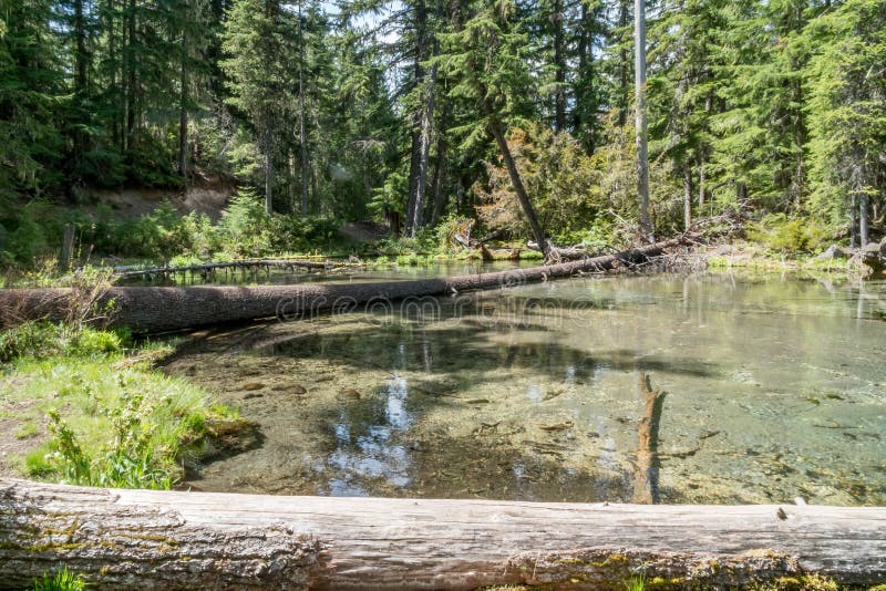 Oregon river stock image. Image of outdoors, forest, lush - 94047663