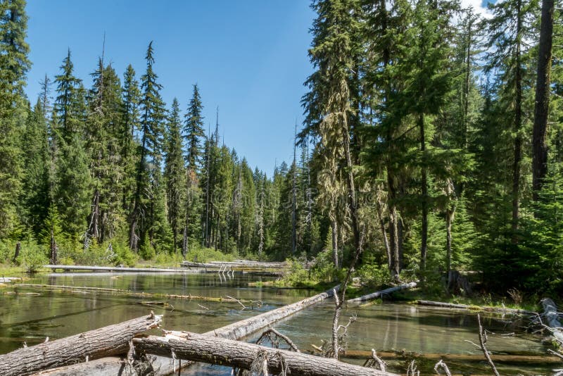 Oregon river stock image. Image of forest, lush, outdoors - 94047759