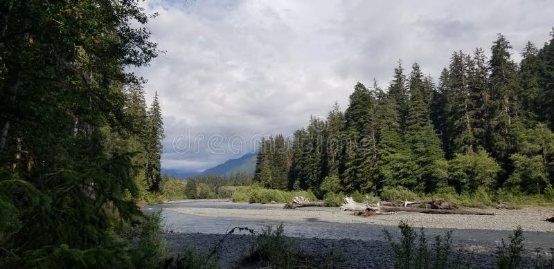 Oregon River Thru Evergreen Forest Stock Image - Image of forest ...