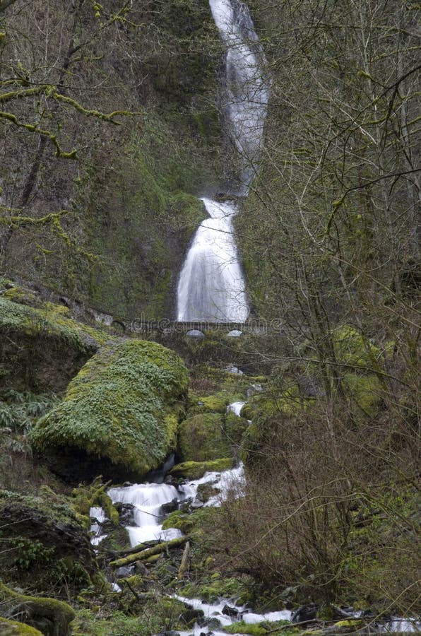Waterfall and Old Trees in Oregon Stock Image - Image of waterfalls ...