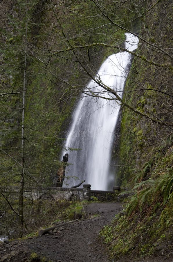 Waterfall and Old Trees in Oregon Stock Image - Image of waterfalls ...
